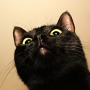 夜夜的奇妙日常 