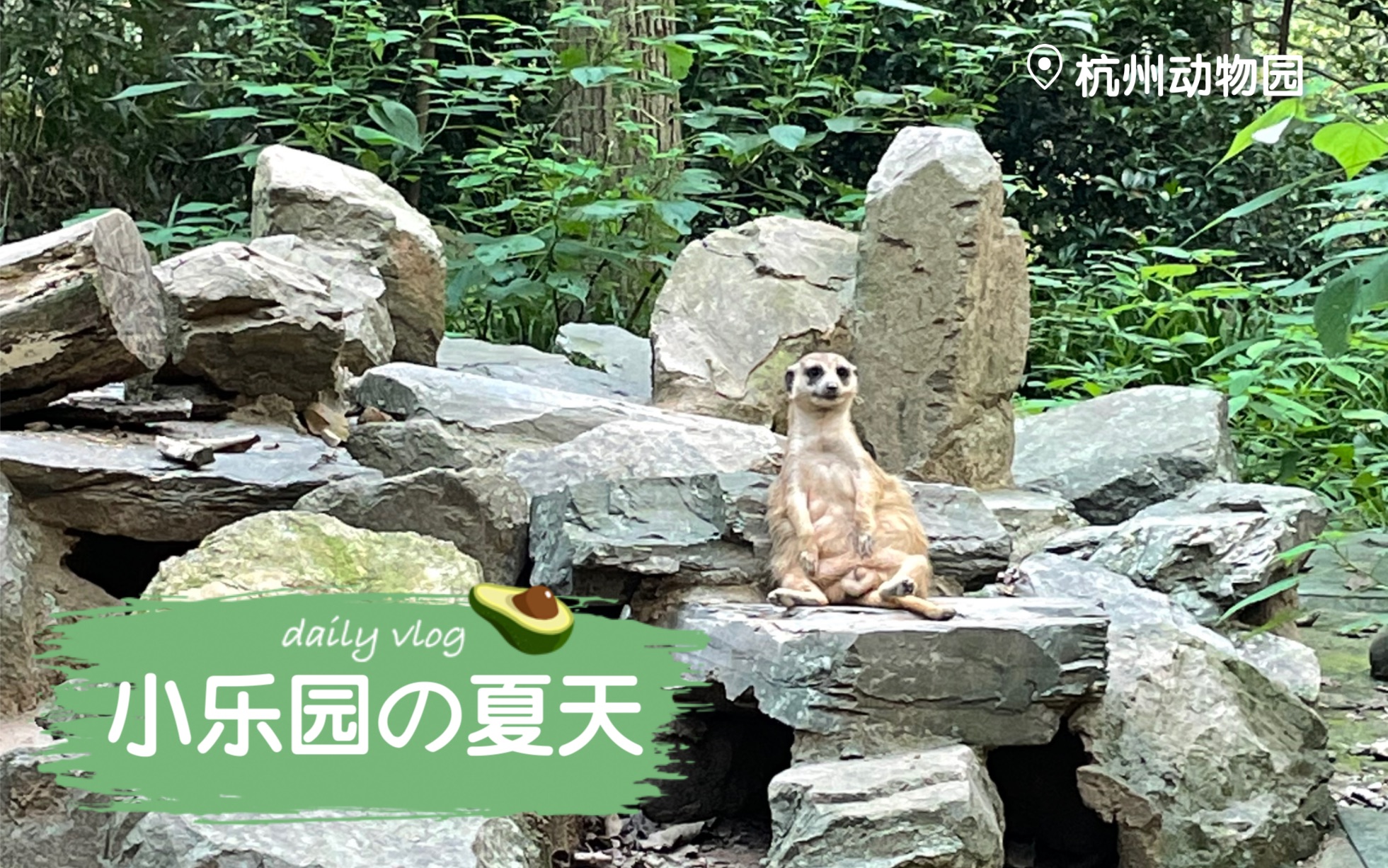 杭州动物园实习日记:最喜欢的地方是小动物乐园!快来看看小熊猫、细...
