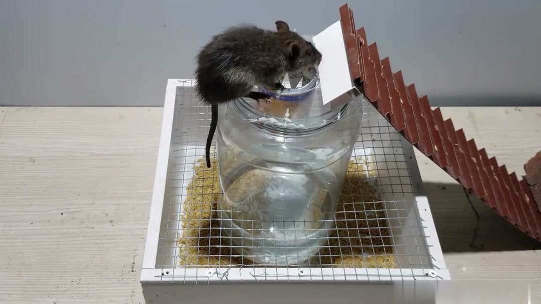 制作简单捕鼠笼,捉到3只大老鼠!