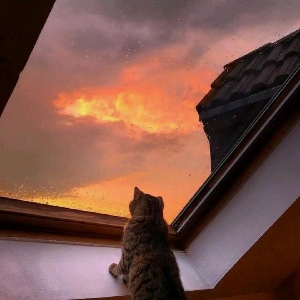 台顶上的_猫 