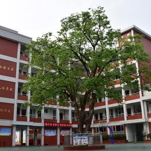 柿子树下 