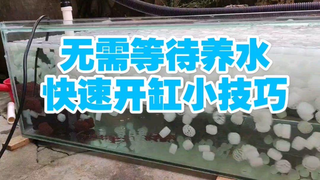 【好电工】提前养硝化细菌,快速开缸小技巧