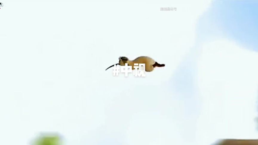 #中视频合作计划 励志不分物种,最励志动画短片无翼鸟