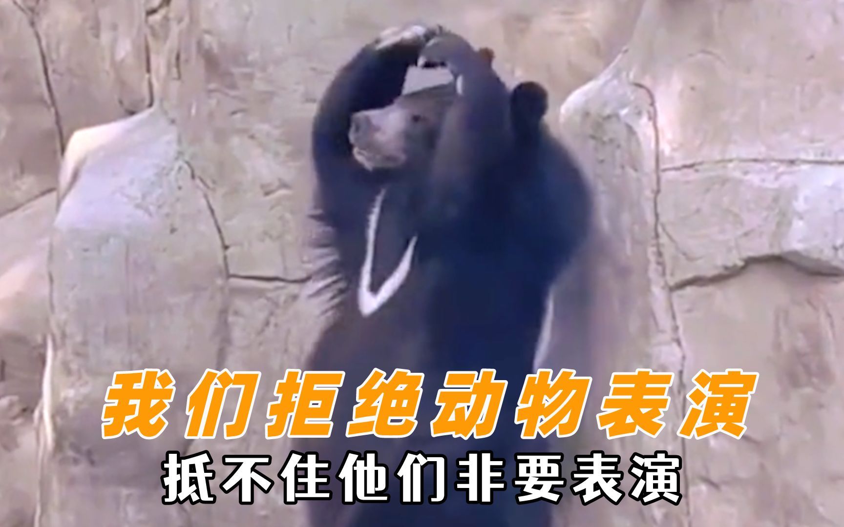 拒绝动物表演,但是抵不住他们非要表演