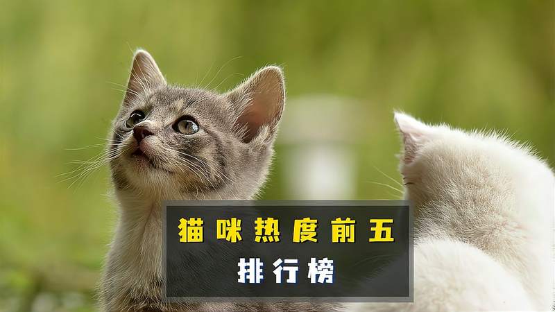 猫咪热度前五排行榜.你喜欢哪一个?