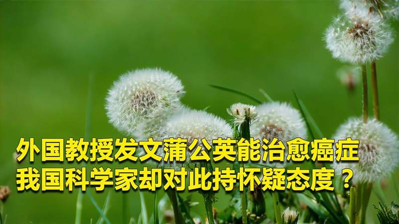 天然消毒剂蒲公英,居然有这种神奇功能,为何科学家还不推广