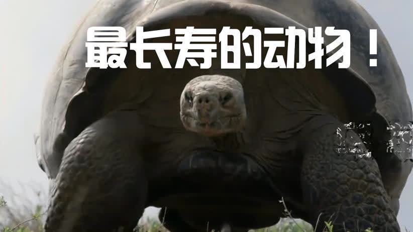 世界上寿命最长的动物,乌龟也只能排在后面,最后一种竟能永生
