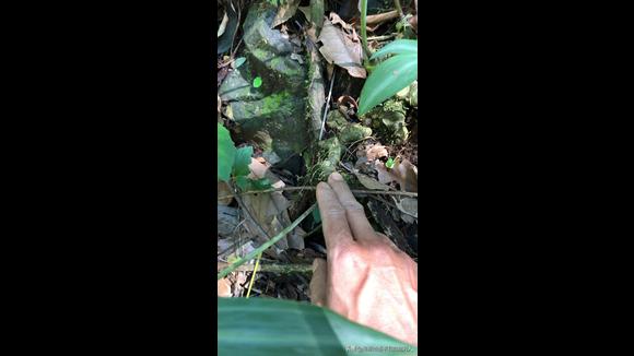 我是一个药农,这些是野生黄精,要九蒸九晒之后才有大用处