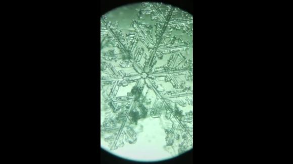 显微镜放大看各种东西上的细菌与虫子