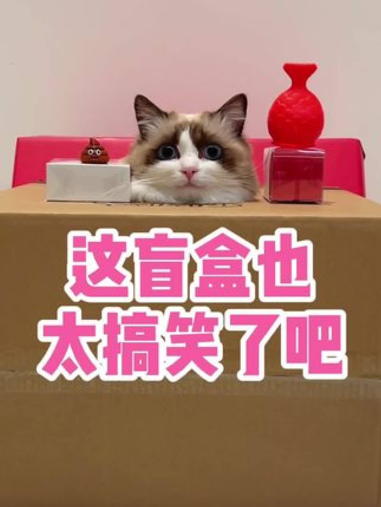 这盲盒也太搞笑了吧!#猫咪的迷惑行为