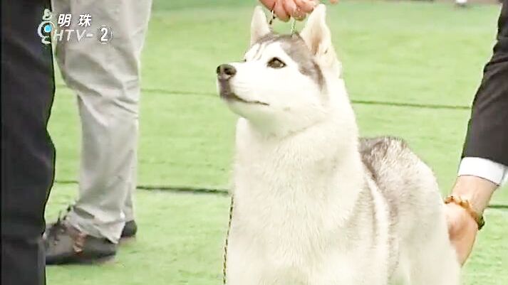 实拍世界级名贵狗狗走秀“选美” 现场狗狗价值抵套房