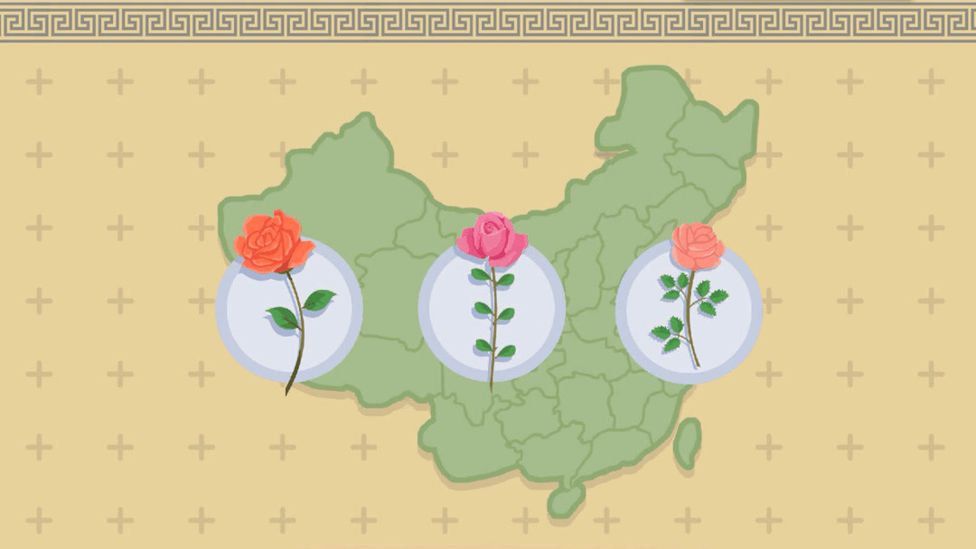 中国传统名花之月季