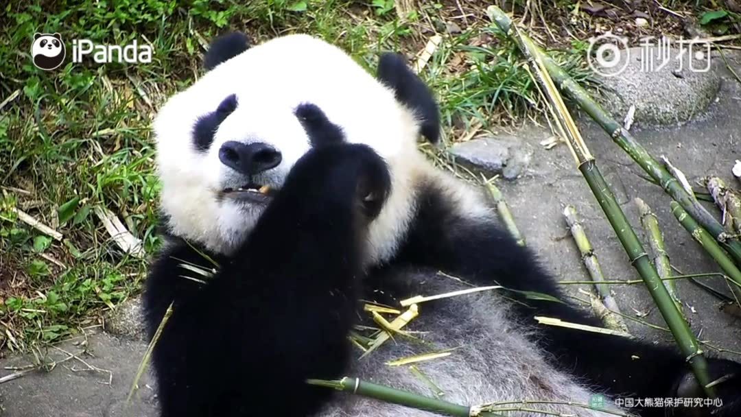 脸吃圆了有什么可炫耀的,英英吃成五边形,不一样的烟火