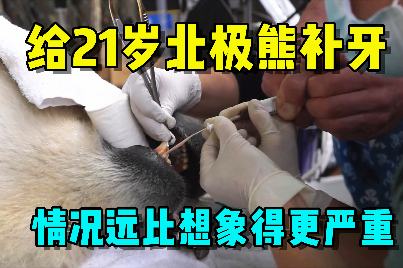 给800斤的北极熊做根管治疗,苏醒后的北极熊一脸茫然
