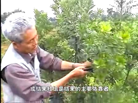 杨梅栽培管理技术-整形修剪