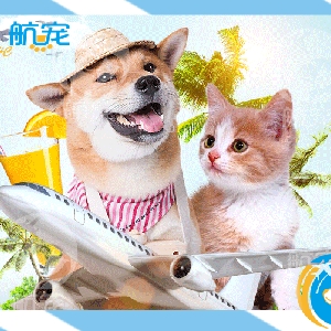 航宠宠物托运 