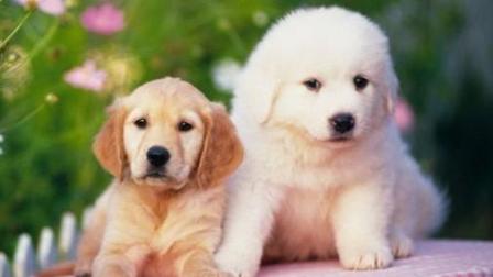 训狗上厕所 训练狗狗定点排便