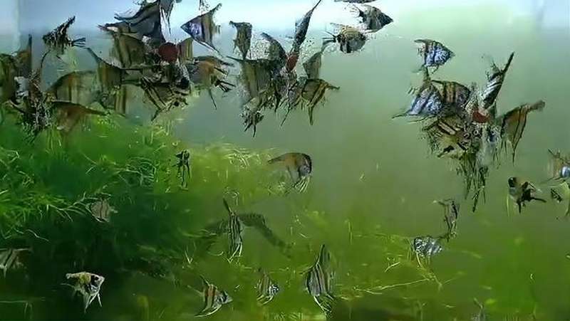 是什么原因造成误会,为什么很多鱼友认为硝化菌无用