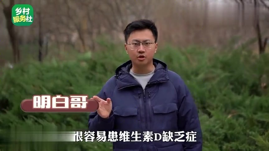 农技干货|鸡患有维生素D缺乏症该怎么办?