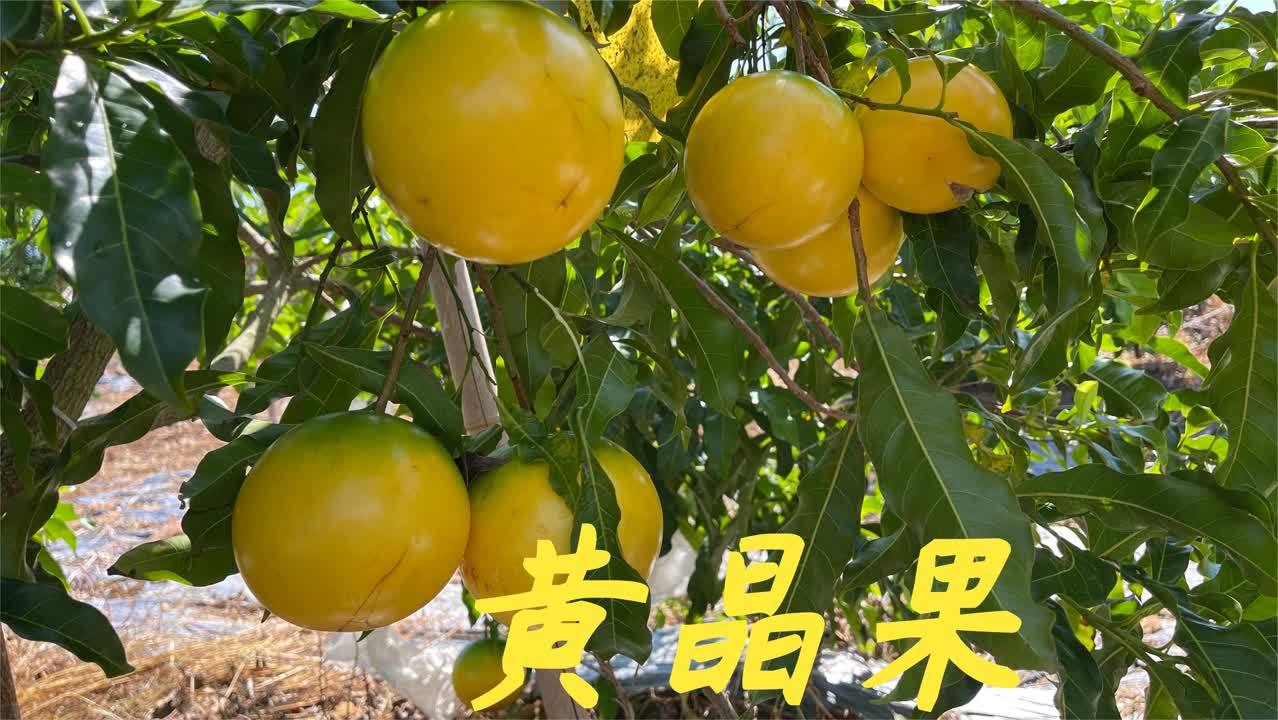 今天来给各位网友分析一下,黄晶果冬季的花那么多反而果少