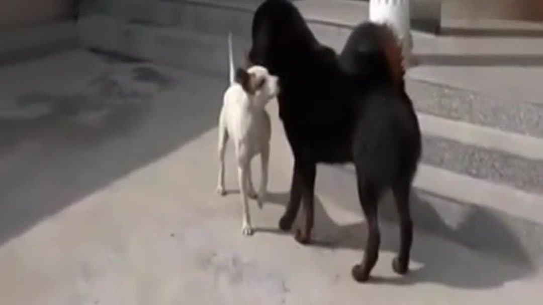 藏獒打架 血腥厮杀 车轮战 动物打架