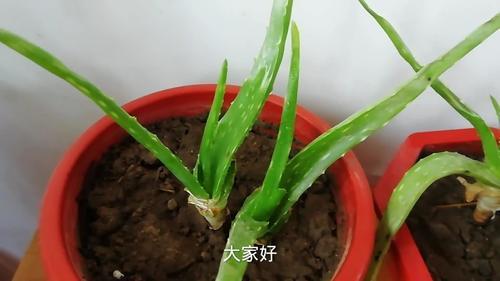 不管爱不爱养花,卧室里养两盆中华芦荟,家里人都受用
