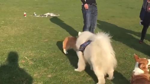 柯基跟大狗吵架的时候,还时不时看看铲屎官在不在,真是狗仗人势