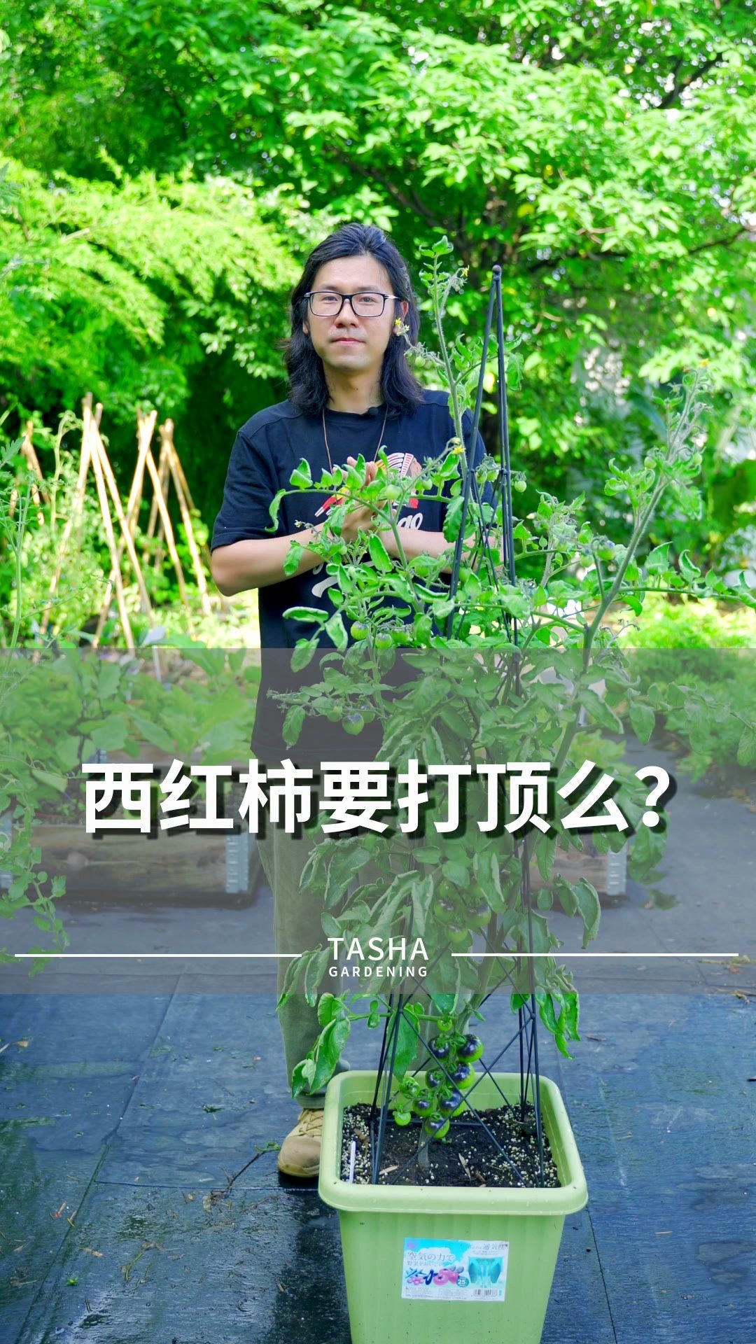 西红柿到底要不要打顶?