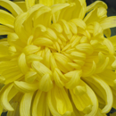 超爱吃铜锣烧成公驰逸 