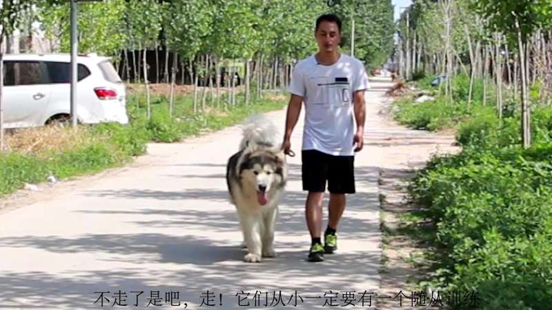 家庭养宠物狗,选什么品种合适