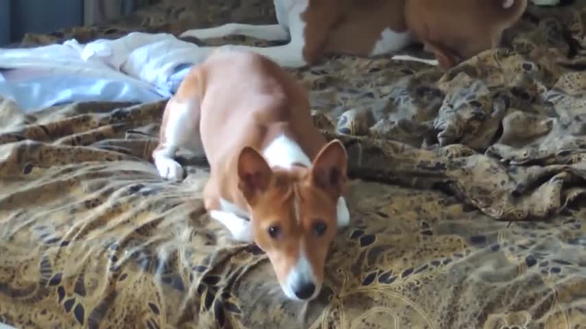 世界上最稀有的狗品种10种