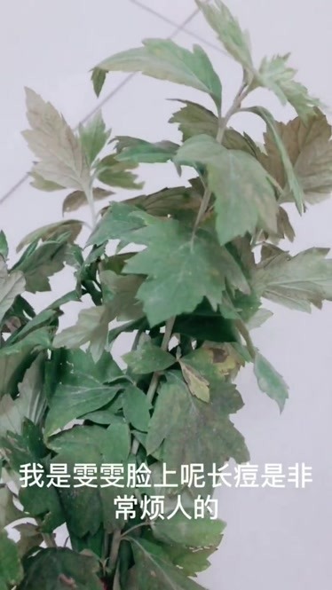 艾叶得功效是你想不到得,双击收藏吧#感谢官方大大给的每一次热门