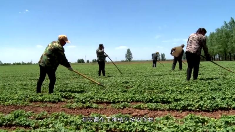 潞安集团油用牡丹产业介绍
