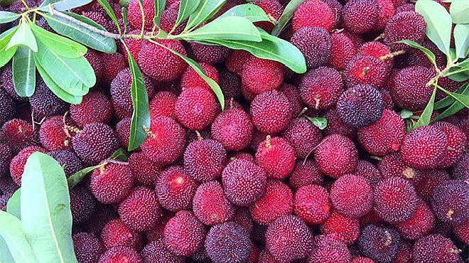 喜欢吃杨梅吗?我也是才清楚,早知道才好,太实用了