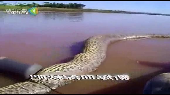 野钓发现不明巨型生物,靠前一看不寒而栗