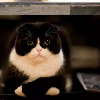 沙豆猫咪 