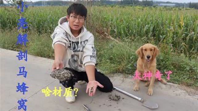 .b>小亮好奇马蜂窝的构造和材质,于是把它解剖开...