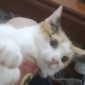 三花狗子它爹 