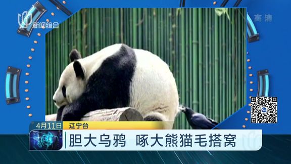 国宝屁股上来拔毛!胆大乌鸦啄大熊猫毛搭窝