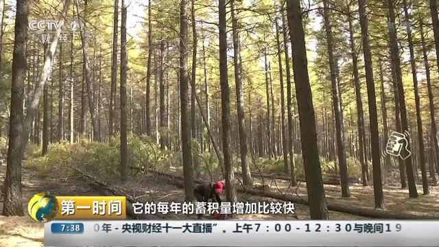 塞罕坝:抚育间伐改善林木质量 森林生态价值提高