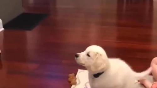 小狗子被电视里的动画吸引,认真的样子太可爱了