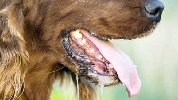 如果在还没有狂犬疫苗的古代被狗咬了,只能等死吗?其实不是!