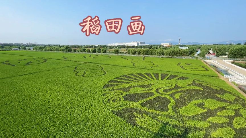 游农业园,看稻田画。认领种植园,每年五千元。用户决定种什么。
