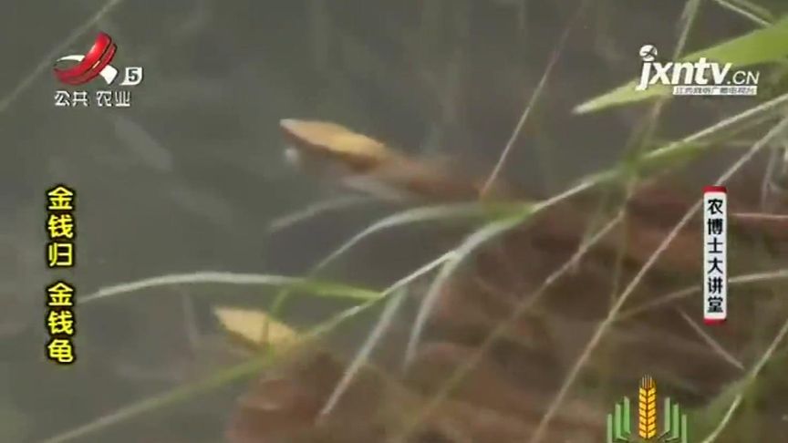 金钱龟入池前,要先对龟池进行消毒,且养殖水必须暴晒两天