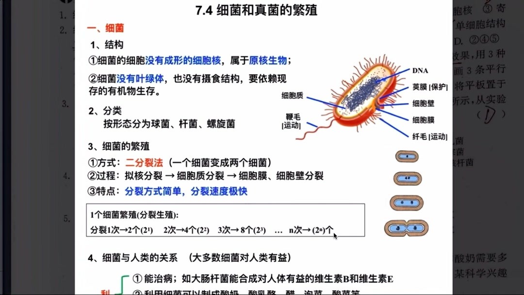 7.4 细菌和真菌的繁殖