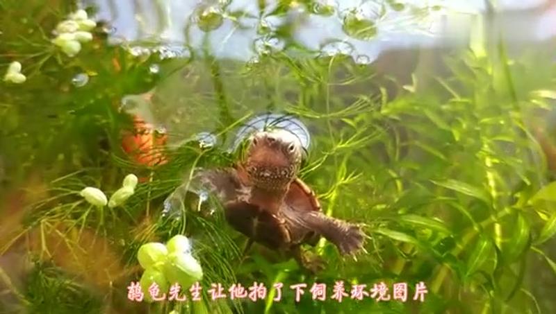 深秋养龟提示:警惕乌龟缸里过滤器和氧气泵,造成龟苗呛水或淹死