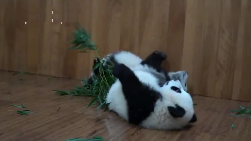 小熊猫打架啦,有一只比较聪明赚了便宜就跑