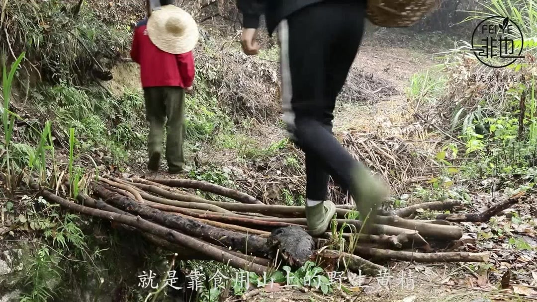 非也茶之黄精探秘