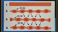 30《生理学》第四节 小肠内消化 第五节 吸收