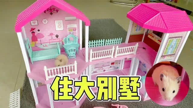 主人送给小仓鼠一栋大别墅,小仓鼠:好漂亮